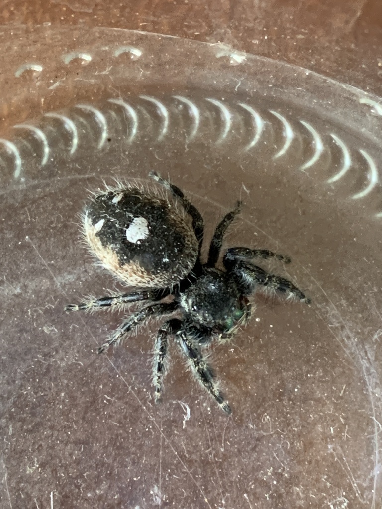 Bold Jumping Spider from S Killarney St, Centennial, CO, US on ...