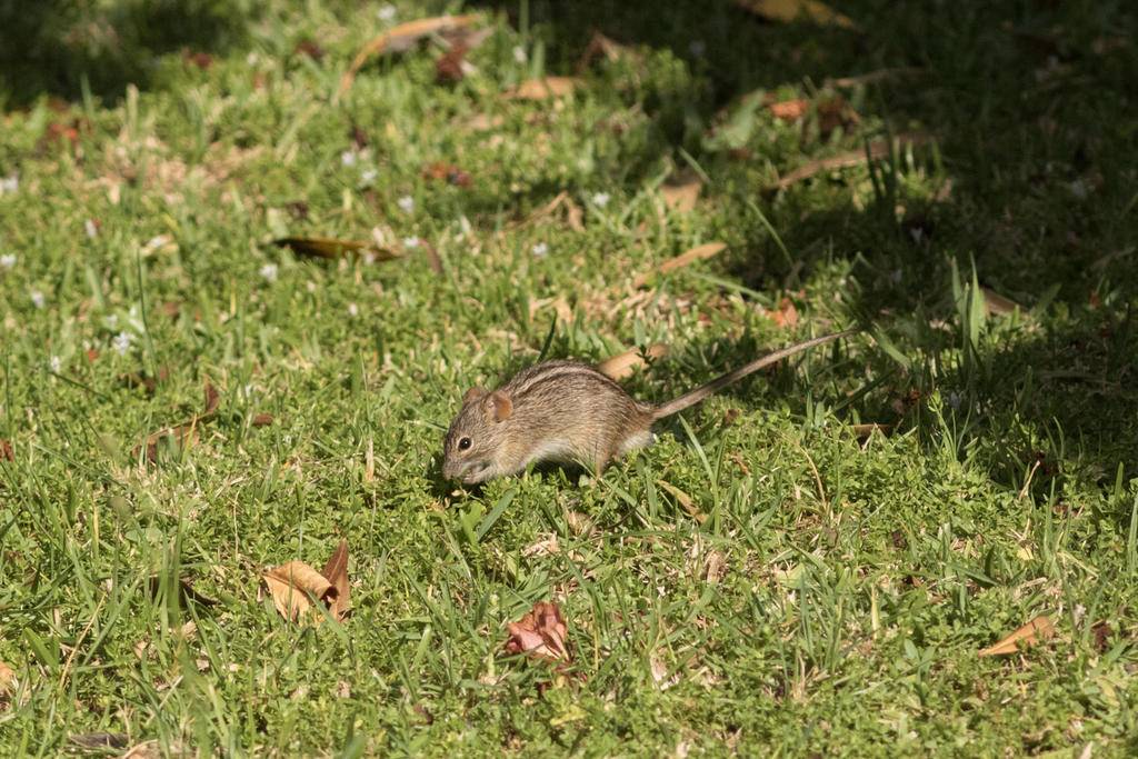 Cape Four-striped Grass Mouse from 129, Park St Greyton on January 12 ...