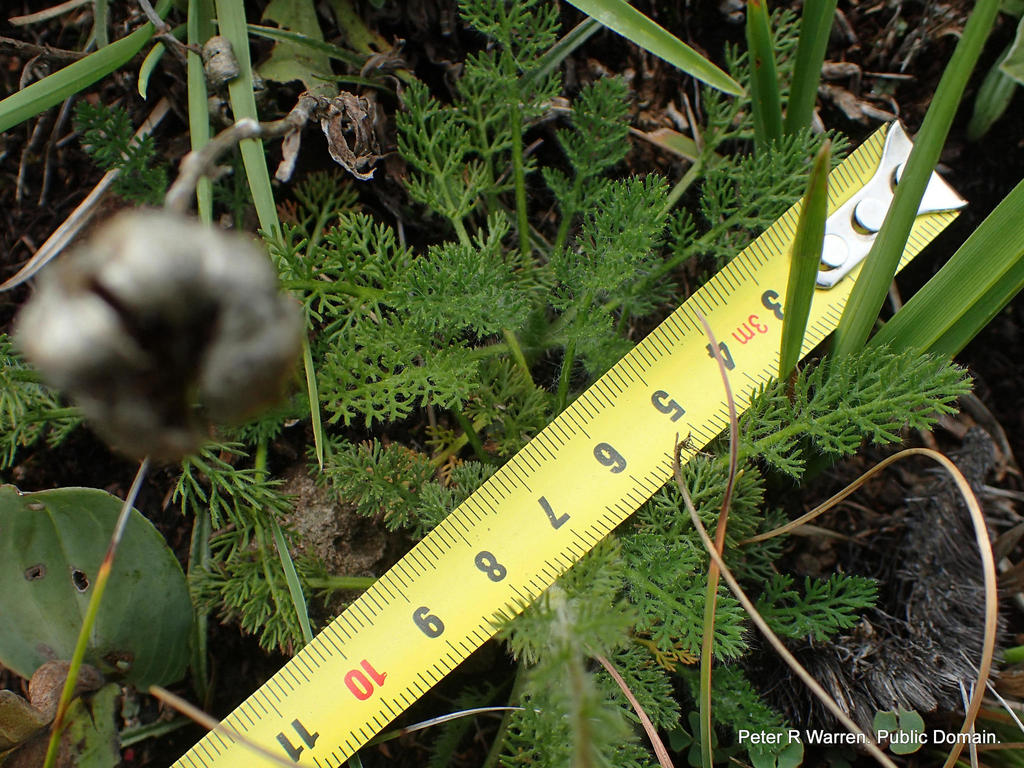 Bristly Buttons (Cotula hispida) - Botanical Realm