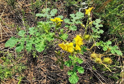Observations by zlata_zvonok · iNaturalist