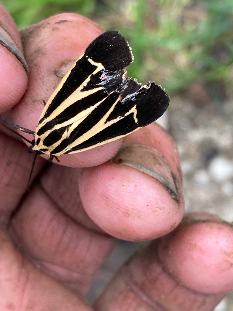 Nais Tiger Moth from Irvington Rd, Omaha, NE, US on September 14, 2021 ...