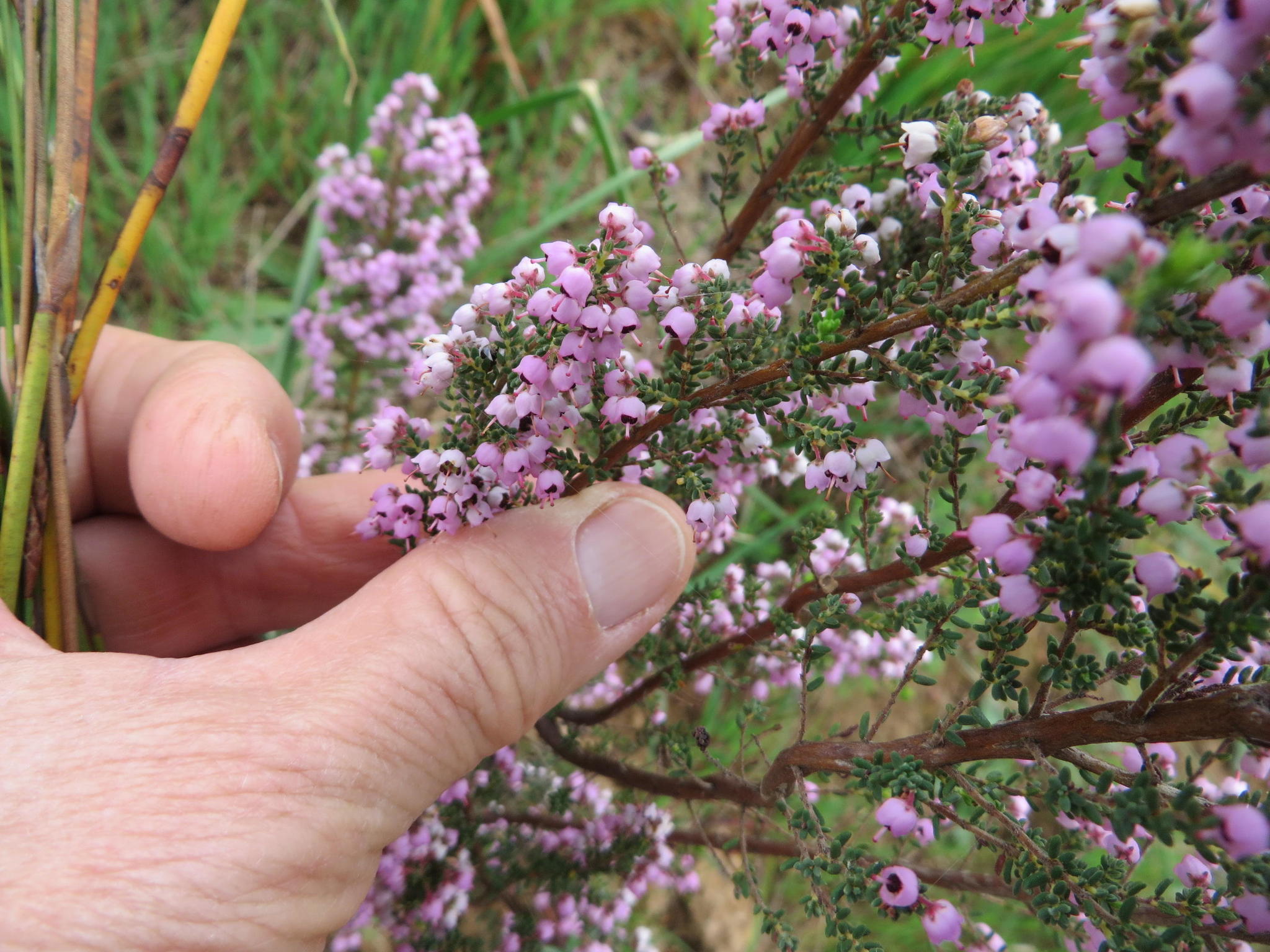 Erica bicolor Thunb.