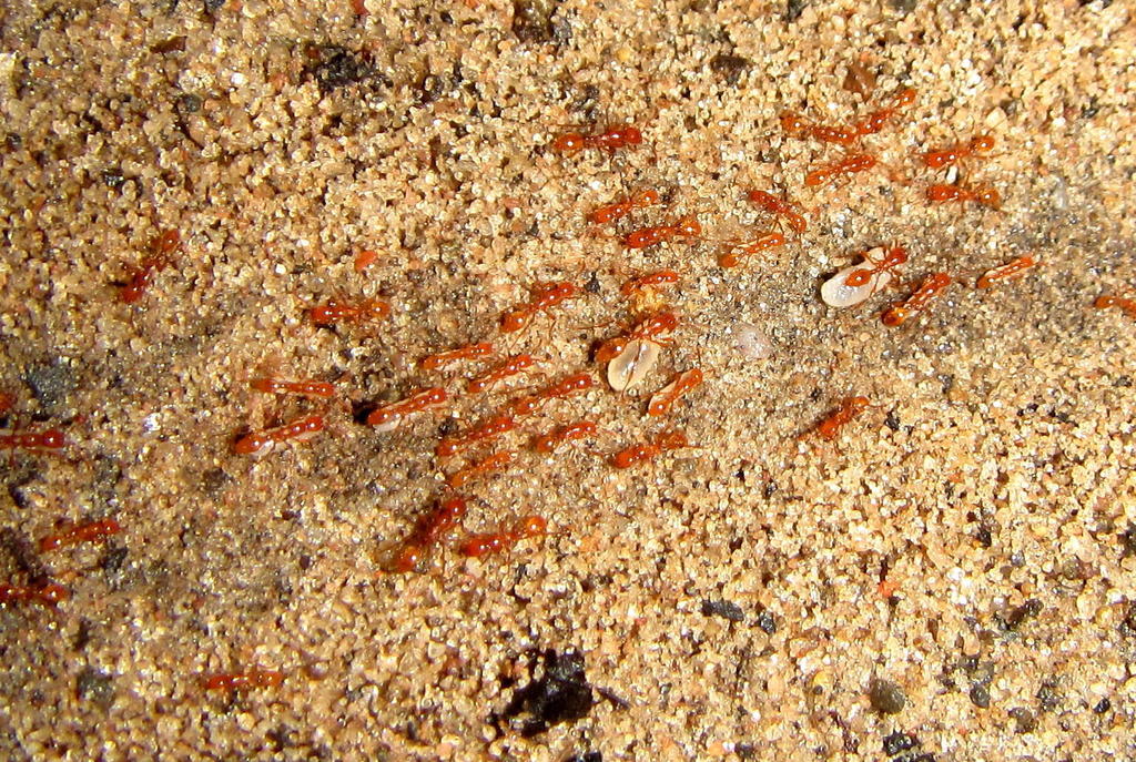 Golden Raider ant from Mtunzini on January 13, 2016 by Ricky Taylor ...