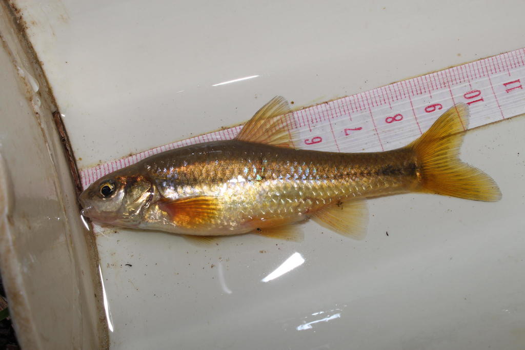 Chubbyhead Barb (Enteromius anoplus) - Marine Life Identification