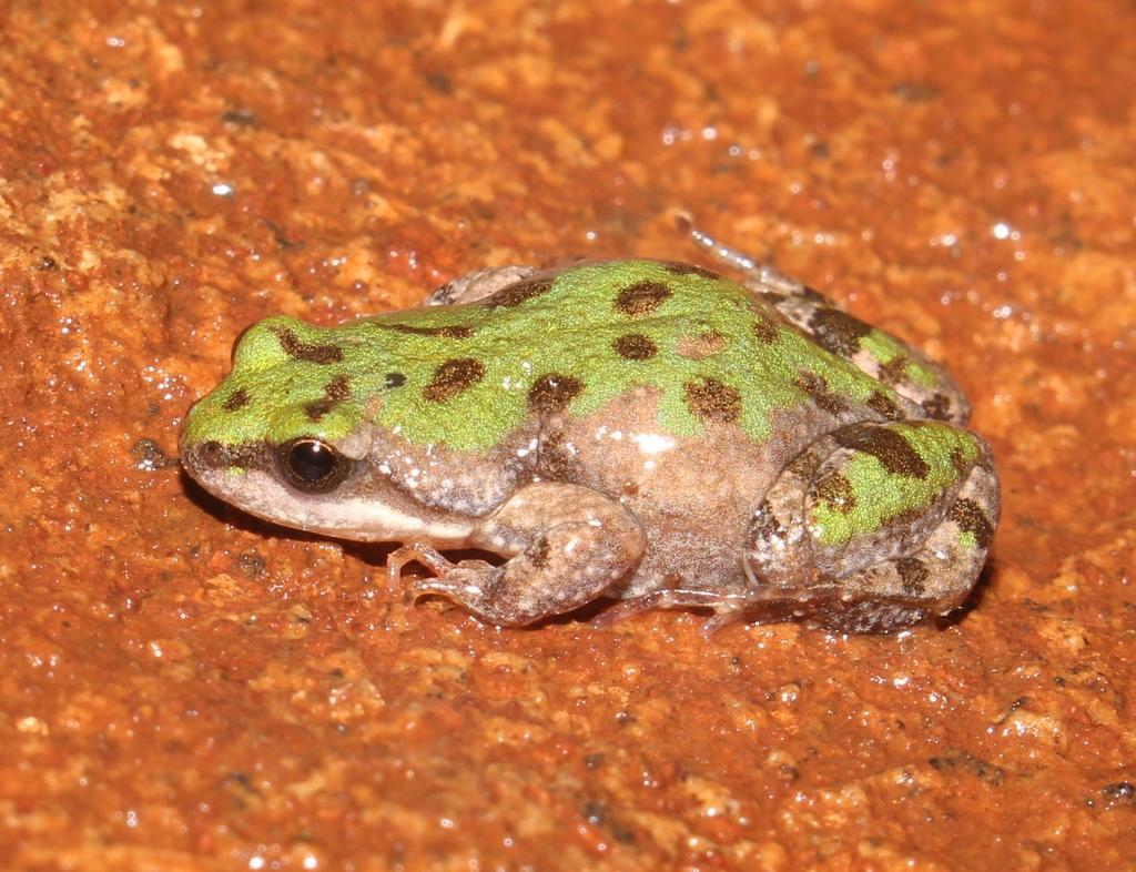 Boettger's dainty frog from Fort Fordyce Nature Reserve on October 30 ...