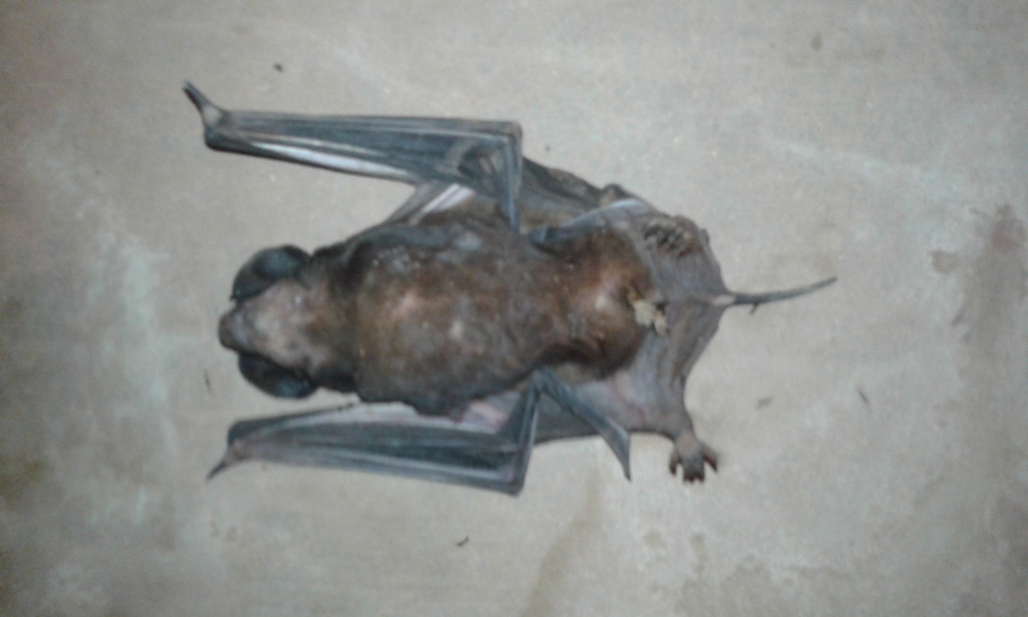 Eumops perotis (Schinz, 1821)