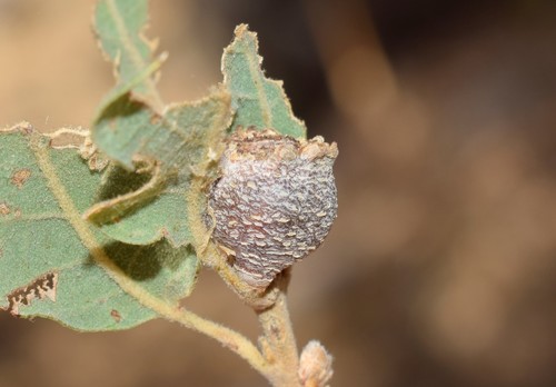 Andricus moreae · iNaturalist