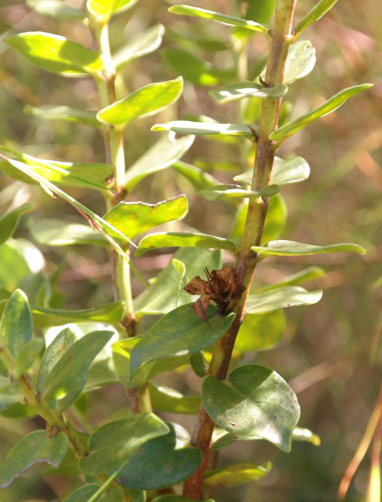 geissoloma family (Geissolomataceae) - Botanical Realm