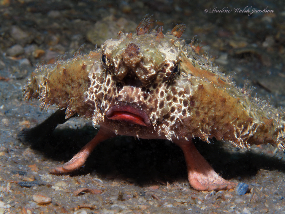 Polka-dot Batfish from Riviera Beach, FL, USA on July 13, 2017 at 12:36 ...