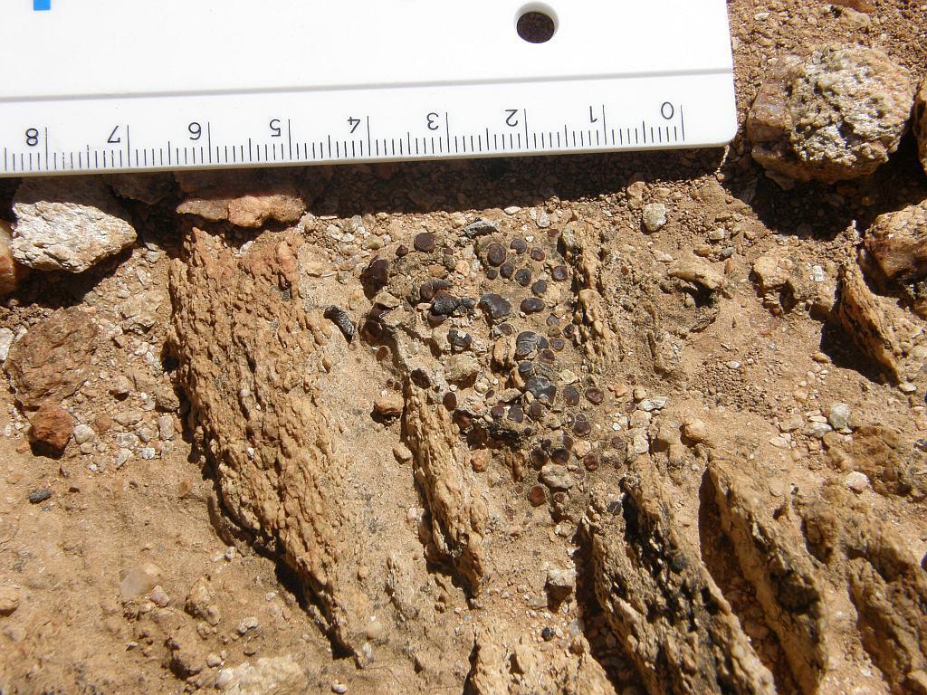 Jellytot Earthscale Lichen from Richtersveld on September 10, 2016 by ...