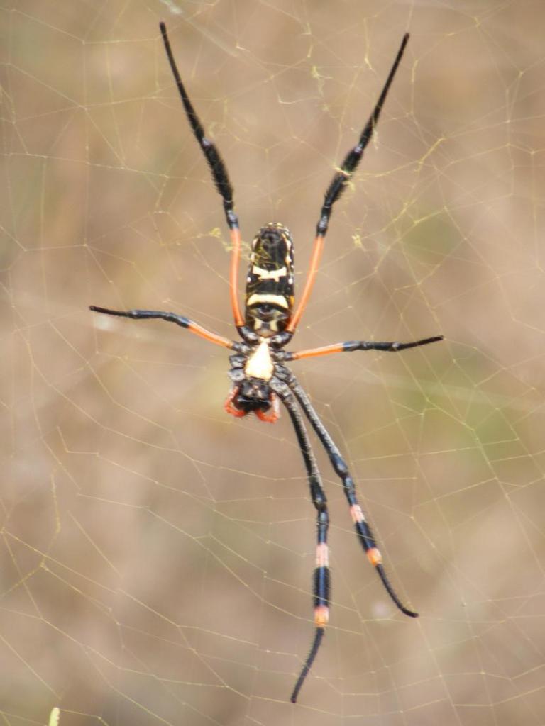 banded-legged golden orb-web spider in February 2016 by Andrew Deacon ...