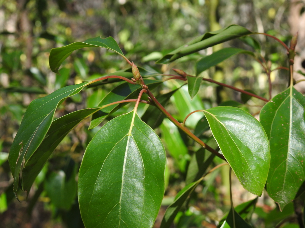 Camphor Tree from Tuan Forest QLD 4650, Australia on September 19, 2021 ...