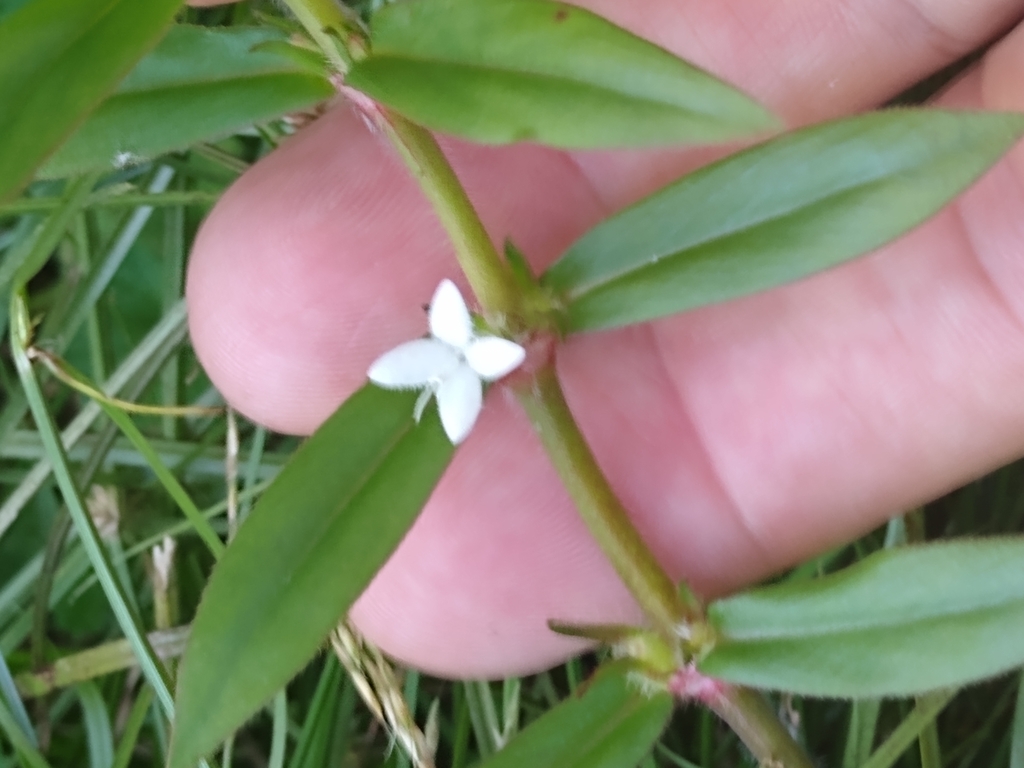 buttonweed from Tenbrook Dr & Laredo Rd, Kemp Mill, MD 20901, USA on ...