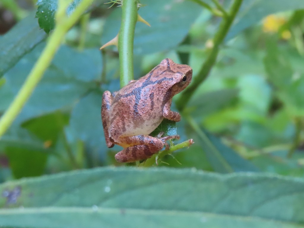 Spring Peeper from Boone County, MO, USA on September 17, 2021 at 10:55 ...