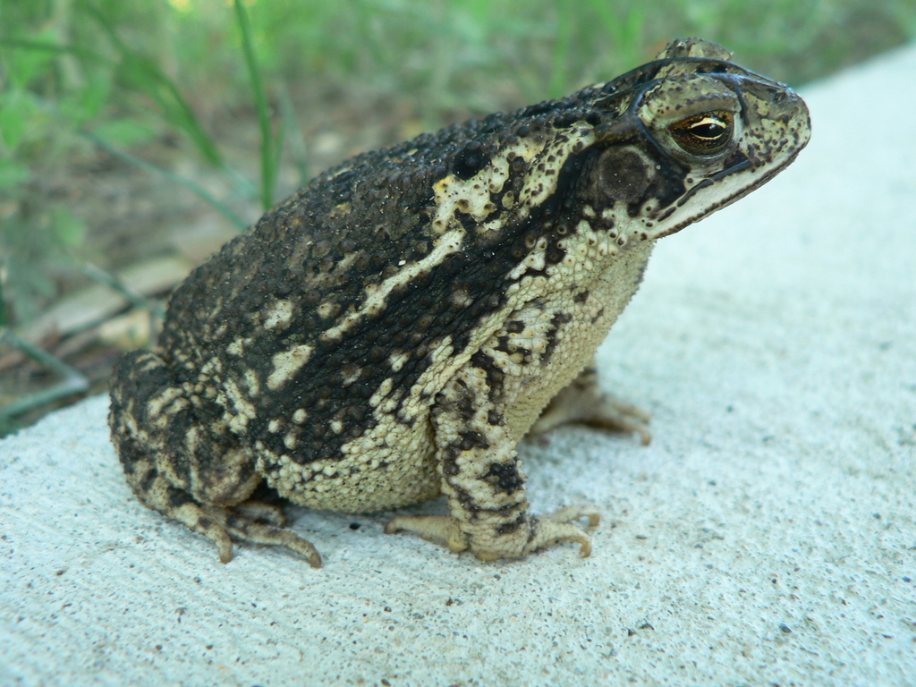 Gulf Coast Toad from Dauphin Island, AL, USA on April 18, 2012 at 02:28 ...