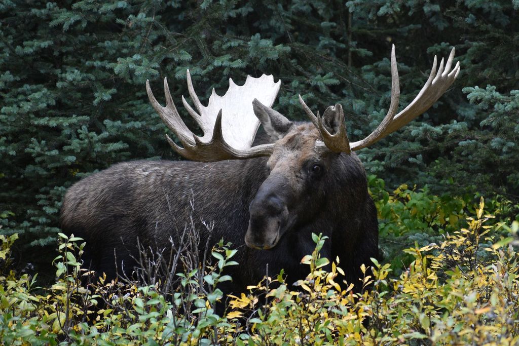 Moose (Alces alces) - Know Your Mammals