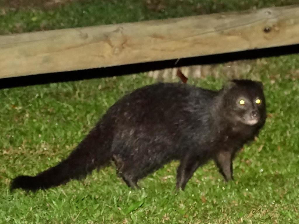 Marsh Mongoose (Atilax paludinosus) - Know Your Mammals