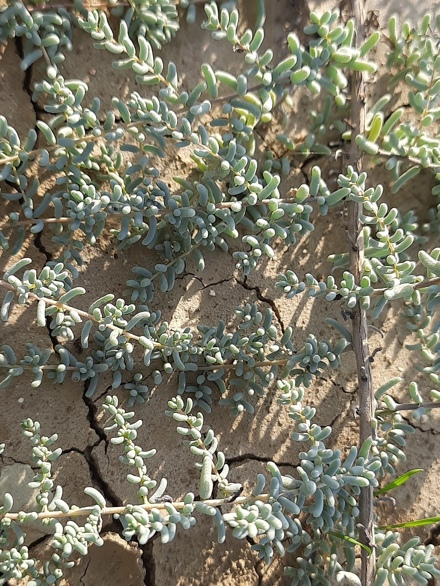 Suaeda microphylla (C.A.Mey.) Pall.