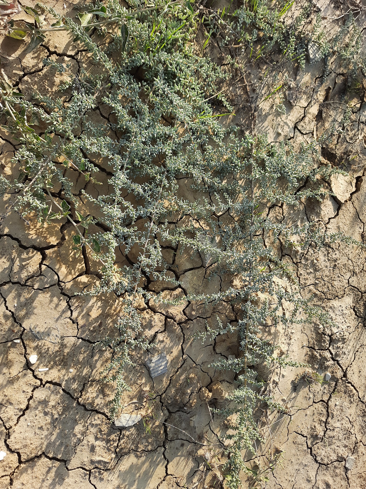 Suaeda microphylla (C.A.Mey.) Pall.