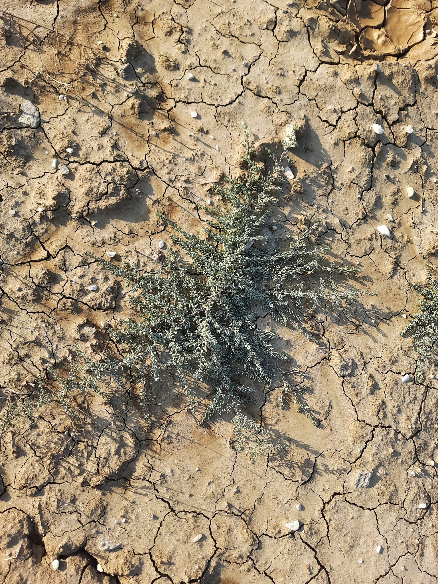 Suaeda microphylla (C.A.Mey.) Pall.