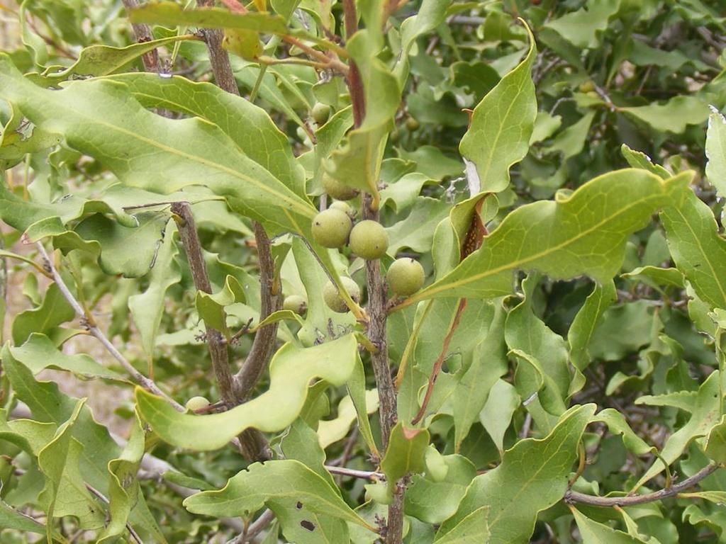 Magic Gwarrie (Magnoliopsida (Dicots) of the Mfolozi River catchment ...