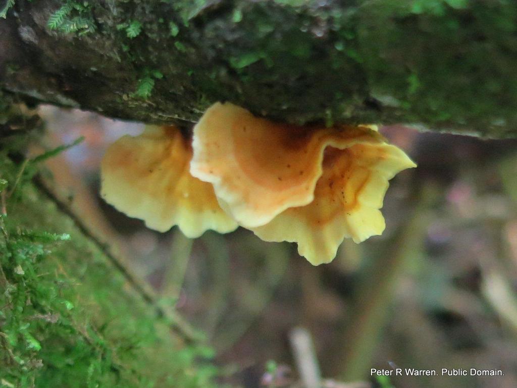 Podoscypha parvula (Fungi of southern Africa) · iNaturalist