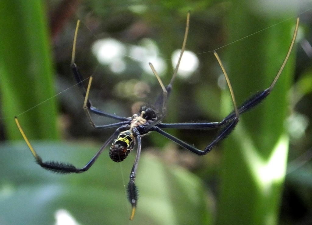 Southern Blackleg Orbweaver from Garden Route Botanical Garden on ...