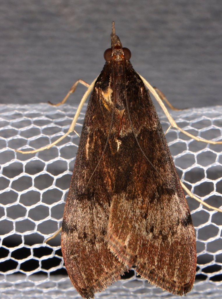 Tree Lucerne Moth from Mill, Tinonee NSW 2430, Australia on September ...