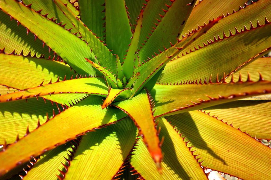 Muir's red-spined aloe from Misgund Orchards: Misgund Orchards ridge to ...