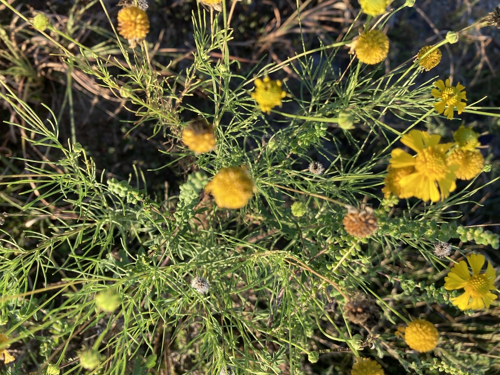 Bitterweed from McCurtain County, US-OK, US on September 19, 2021 at 06 ...