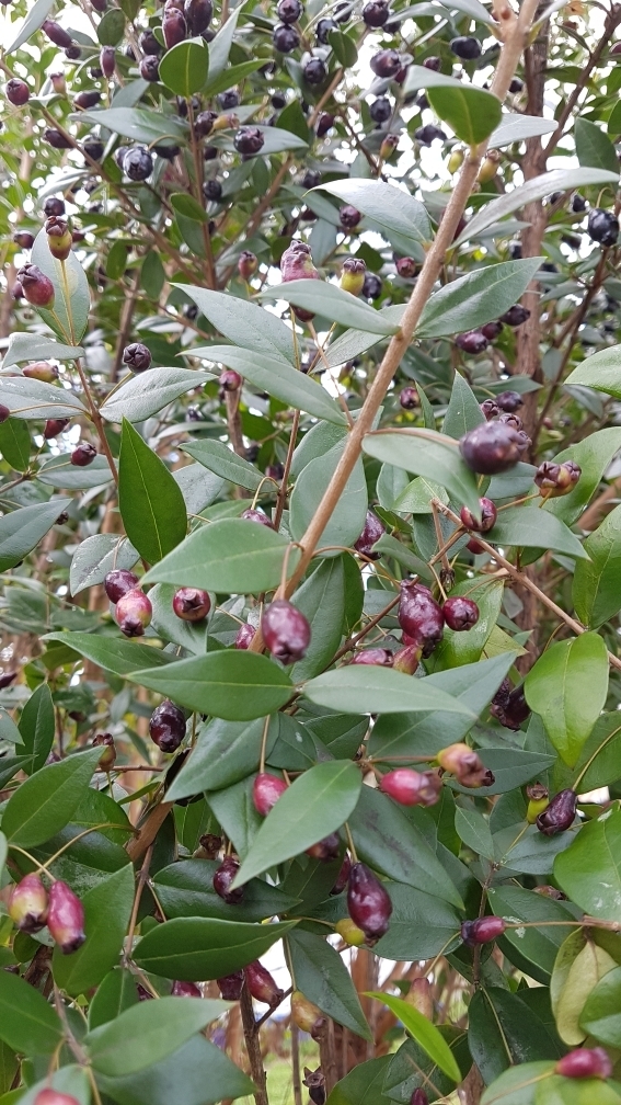 myrtle from Tasman, NZ-NE, NZ on April 20, 2018 at 11:18 AM by Chris ...