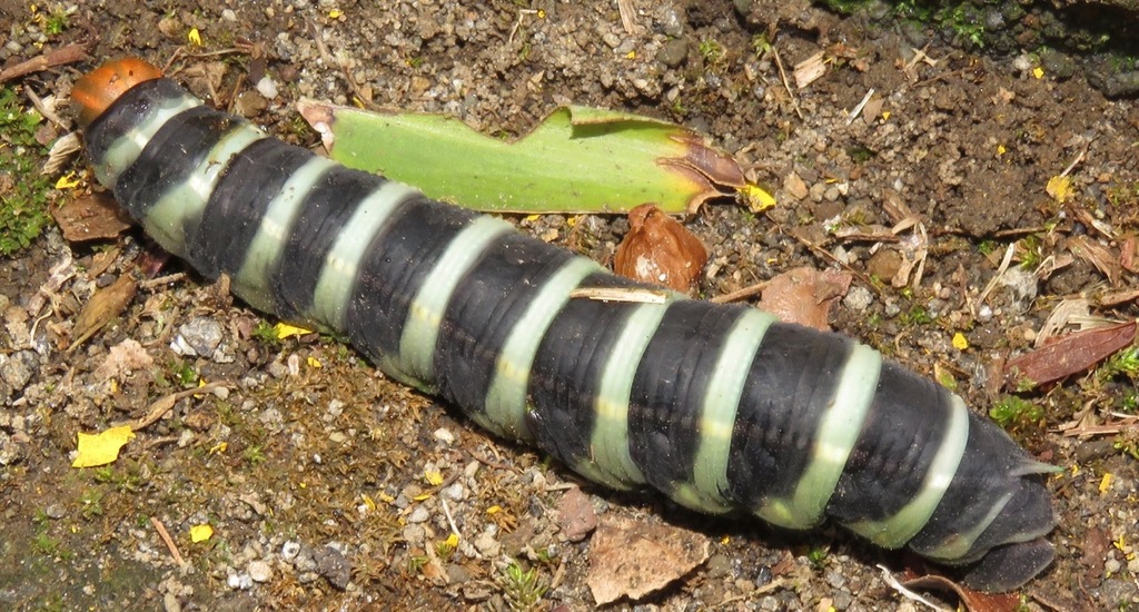 Pachylia syces (Panambi Guaçu) · iNaturalist