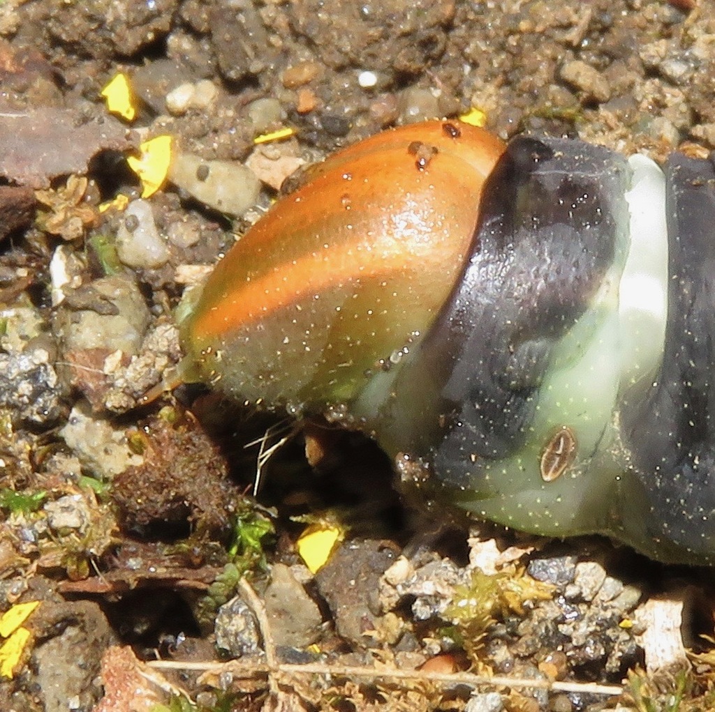 Pachylia syces (Panambi Guaçu) · iNaturalist