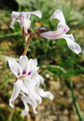 Variety Cyphia incisa incisa · iNaturalist