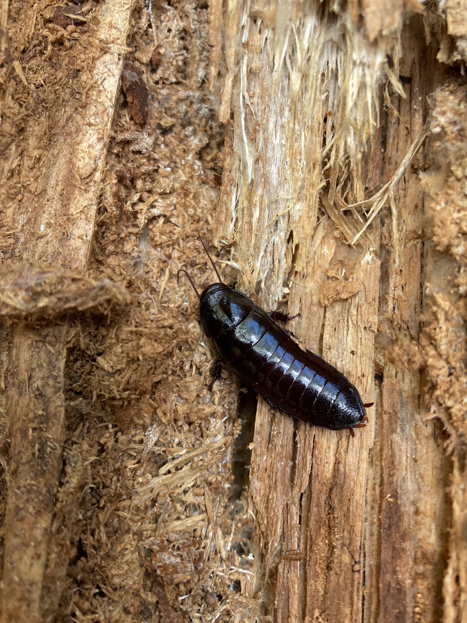 Cryptocercus clevelandi Byers, 1997