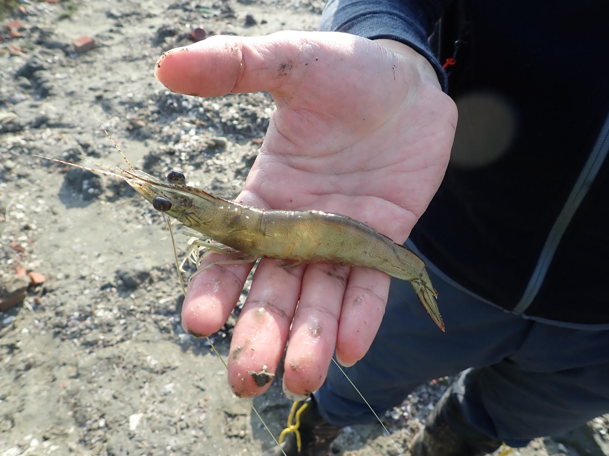 Penaeus penicillatus Alcock, 1905