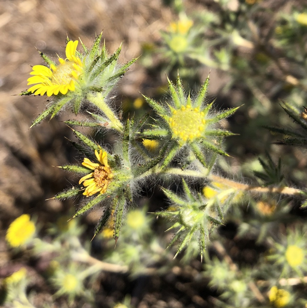 Spikeweeds from Contra Costa County, CA, USA on September 19, 2021 at ...