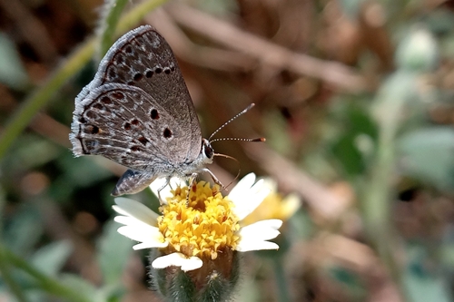Strymon bubastus (Borboletas de Rio Claro, SP/Butterflies of Rio Claro ...