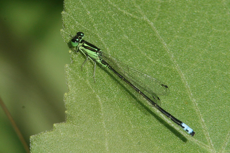 Eastern Forktail from Wyoming: Crook County, Little Missouri River on ...