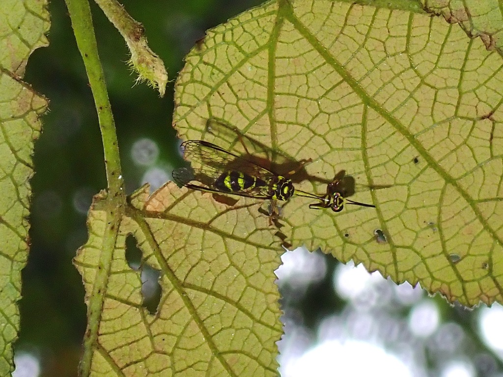 Mantidflies from Tanjung Bungah, Penang, Malaysia on September 16, 2021 ...