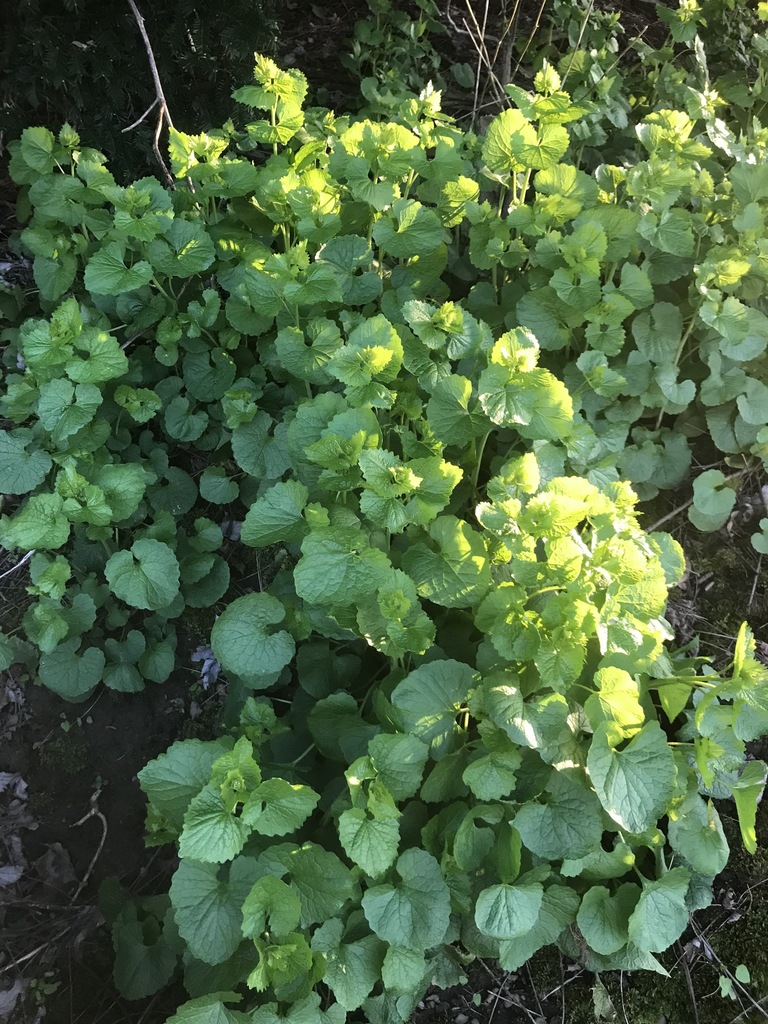 garlic mustard from Fayetteville, OH 45118, USA on April 19, 2018 at 07 ...