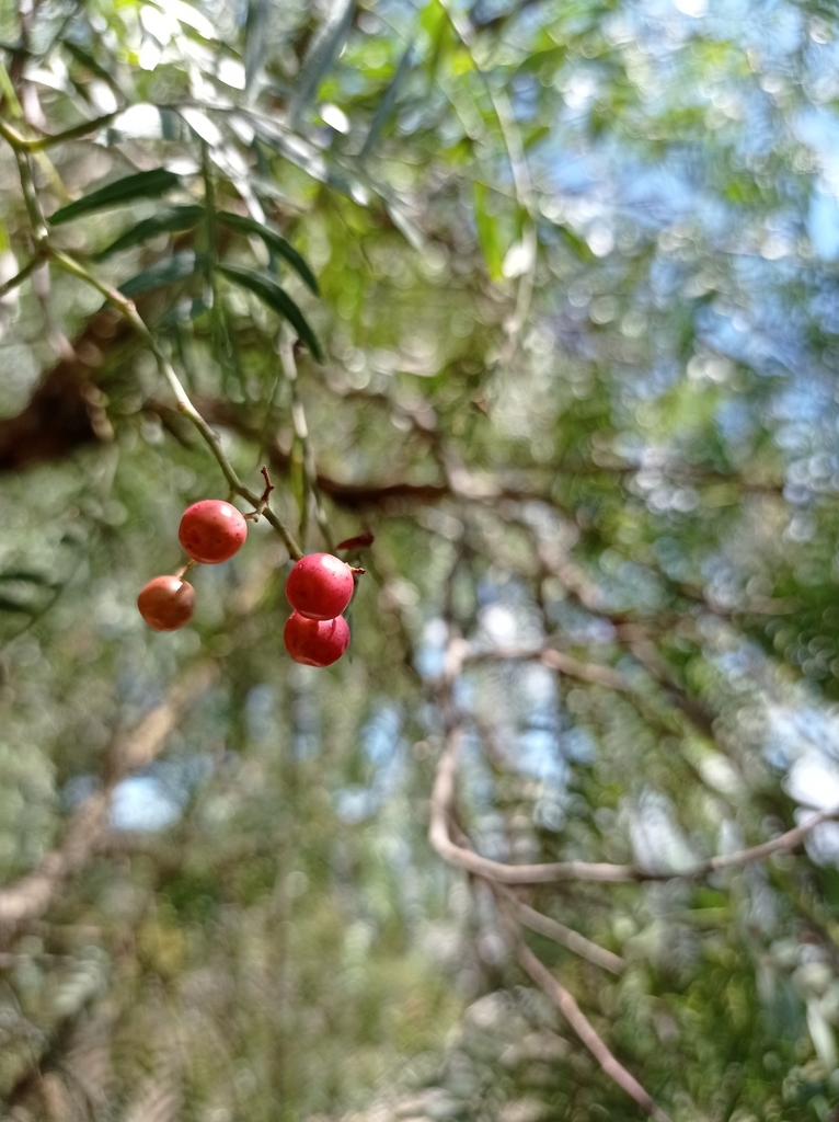 Peruvian Pepper Tree from Tumbaco, Ecuador on September 19, 2021 at 03: ...