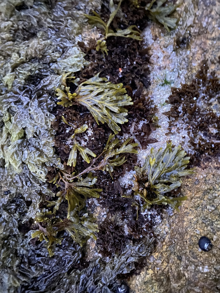 rockweeds from North Pacific Ocean, Pacific Grove, CA, US on September ...