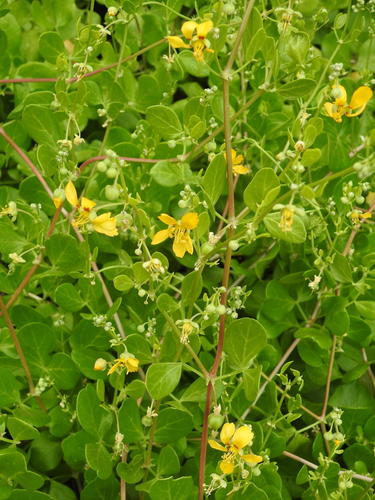 Slime Twinleaf (Roepera foetida) · iNaturalist