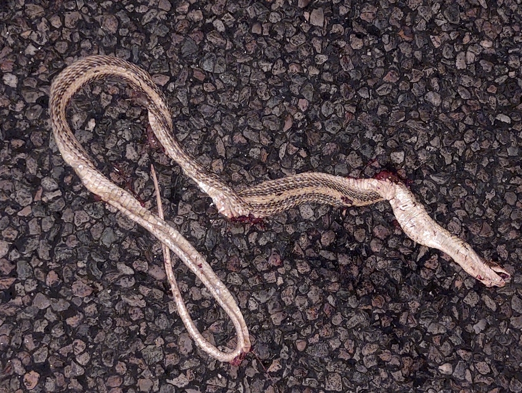 Western Patch-nosed Snake from Marana, AZ 85658, USA on September 19 ...