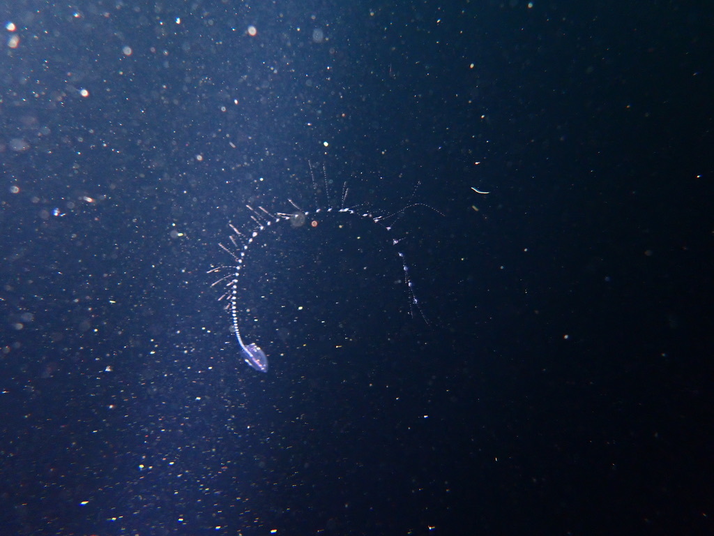 Muggiaea atlantica Cunningham, 1892