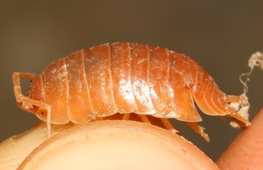 Porcellio alticola from 66360 Jujols, France on September 15, 2021 at ...