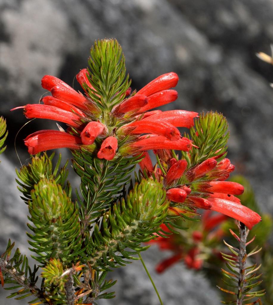 Red Heath (Heaths of the Cape Peninsula) · iNaturalist