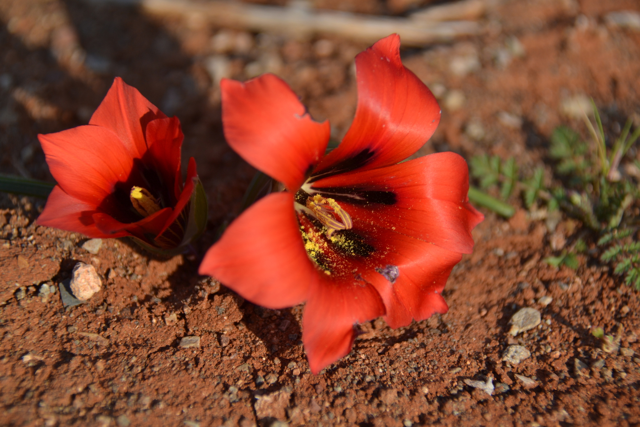 Romulea unifolia M.P.de Vos