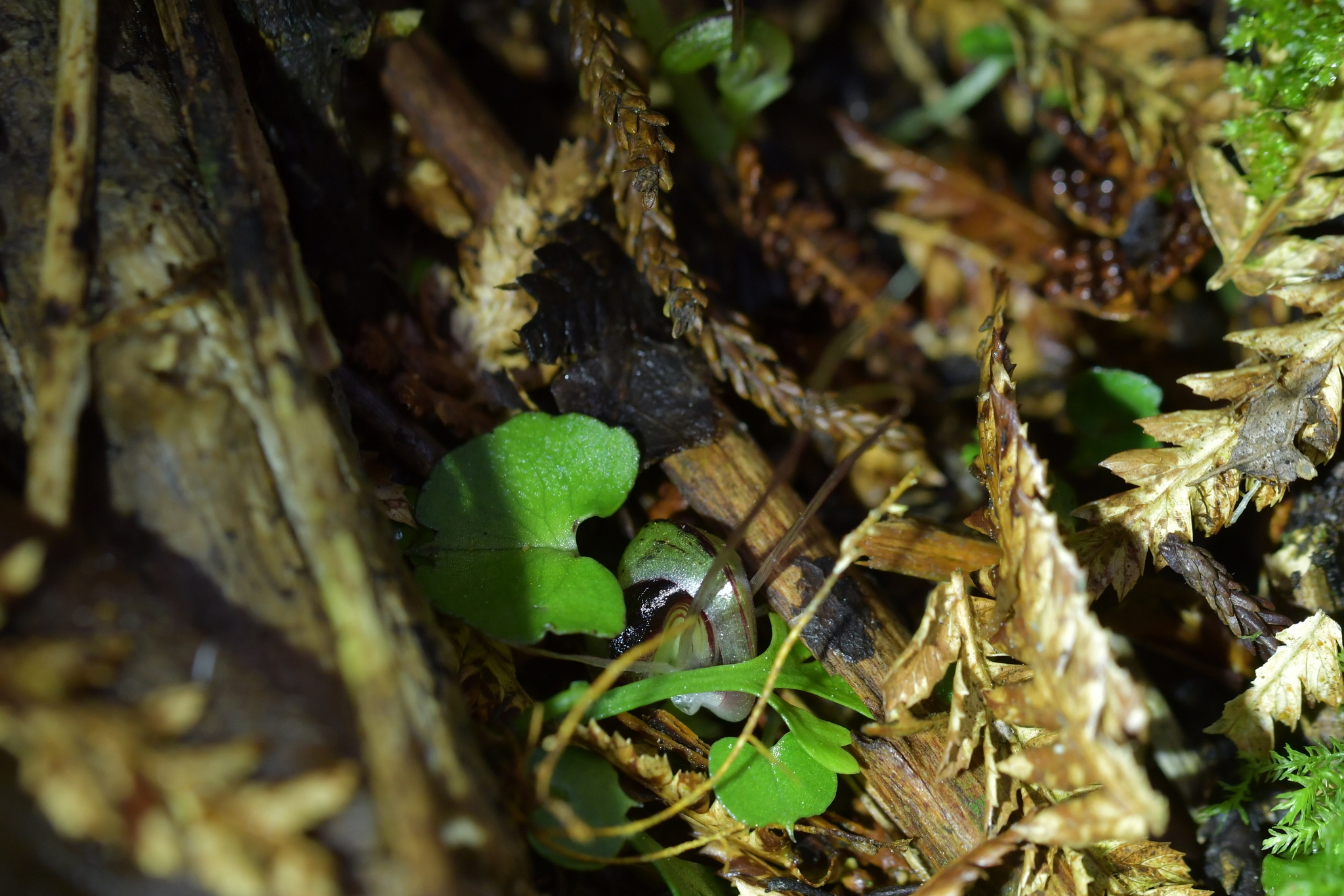 Corybas trilobus (Hook.f.) Rchb.f.